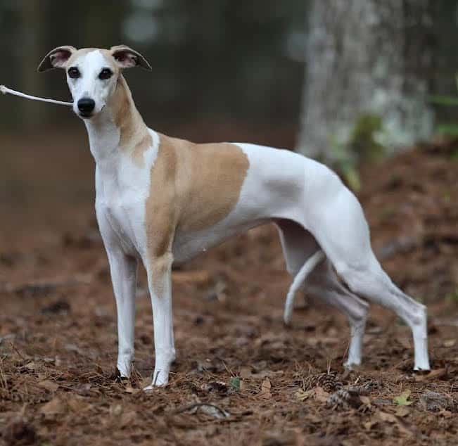 Breeding exceptional Whippets in the Low Country of South Carolina