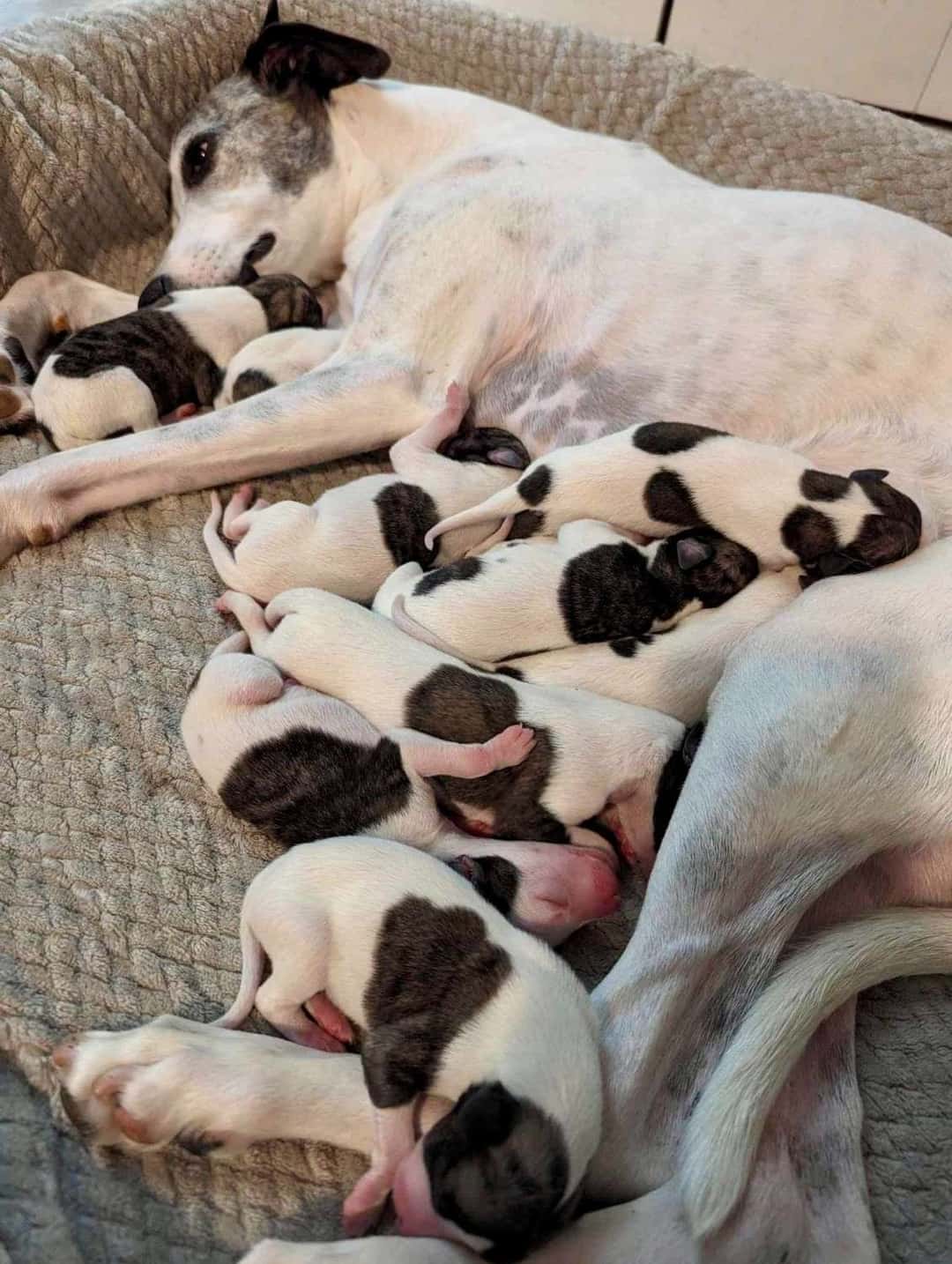 Breeding exceptional Whippets in the Low Country of South Carolina