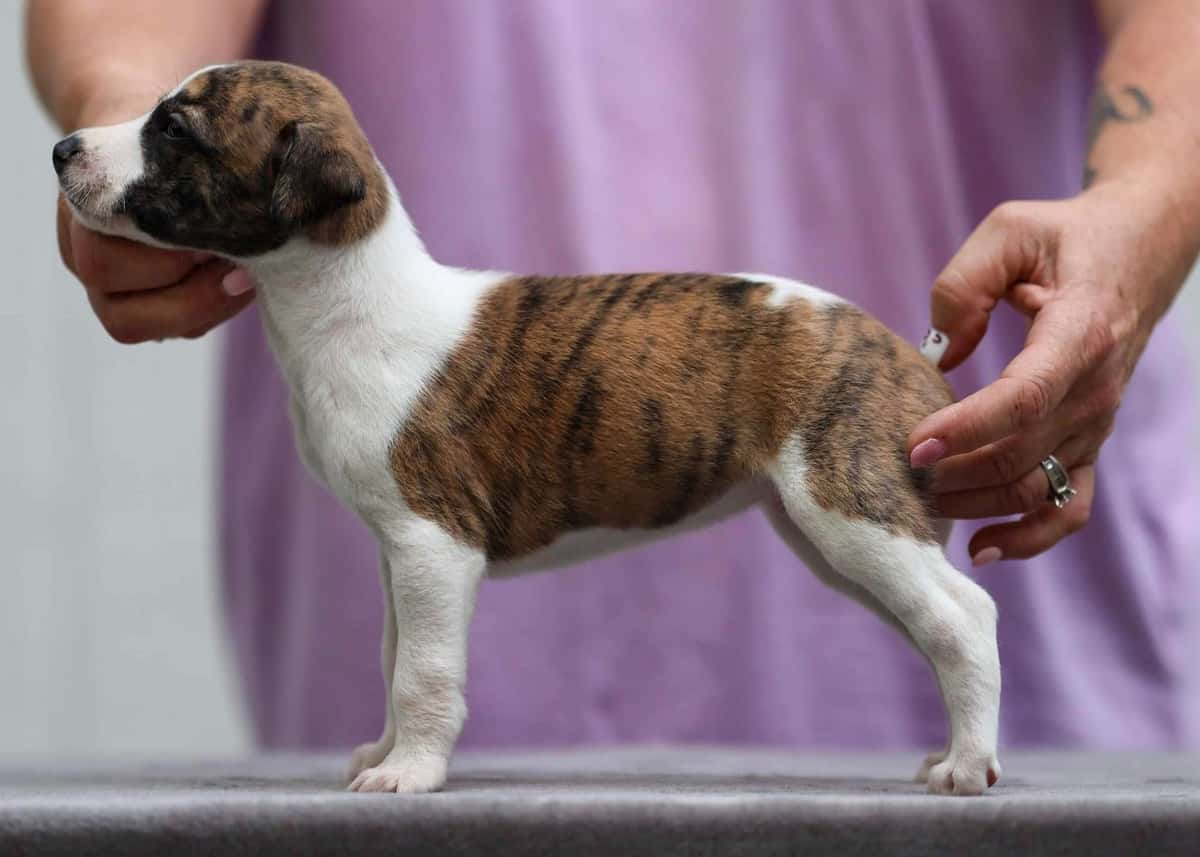 Breeding exceptional Whippets in the Low Country of South Carolina