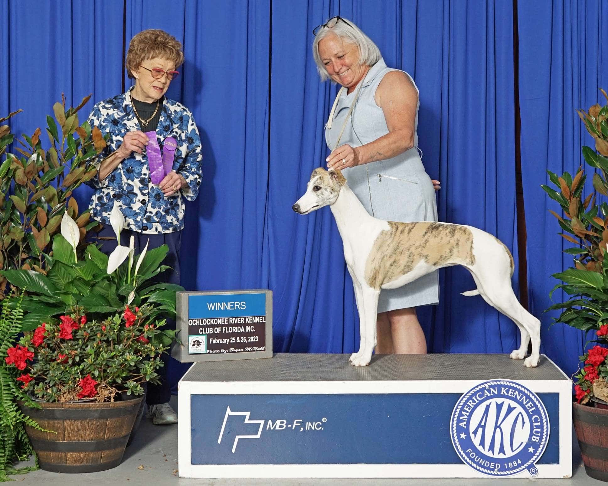 The Girls | Copestone Whippets