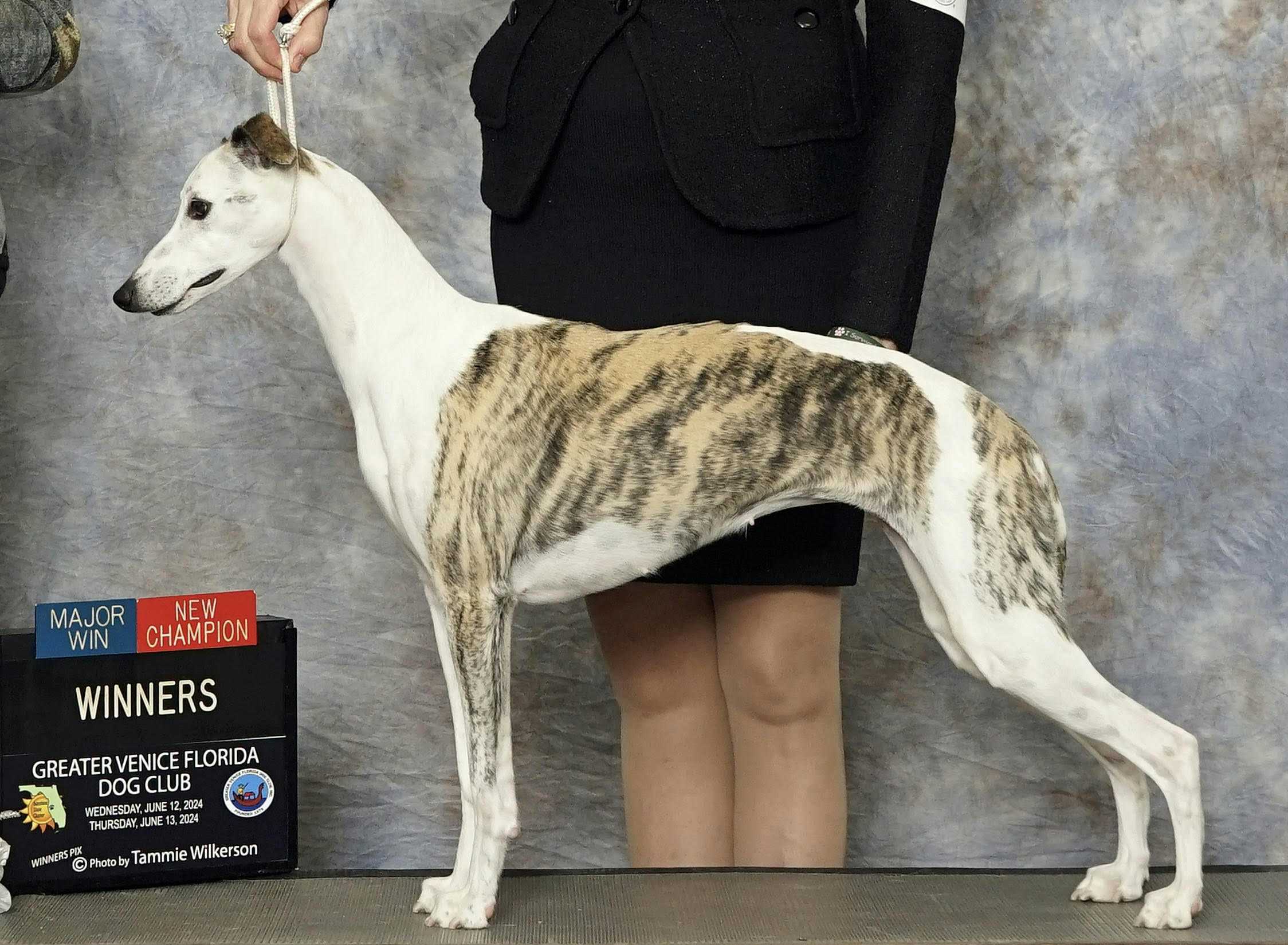 Breeding exceptional Whippets in the Low Country of South Carolina