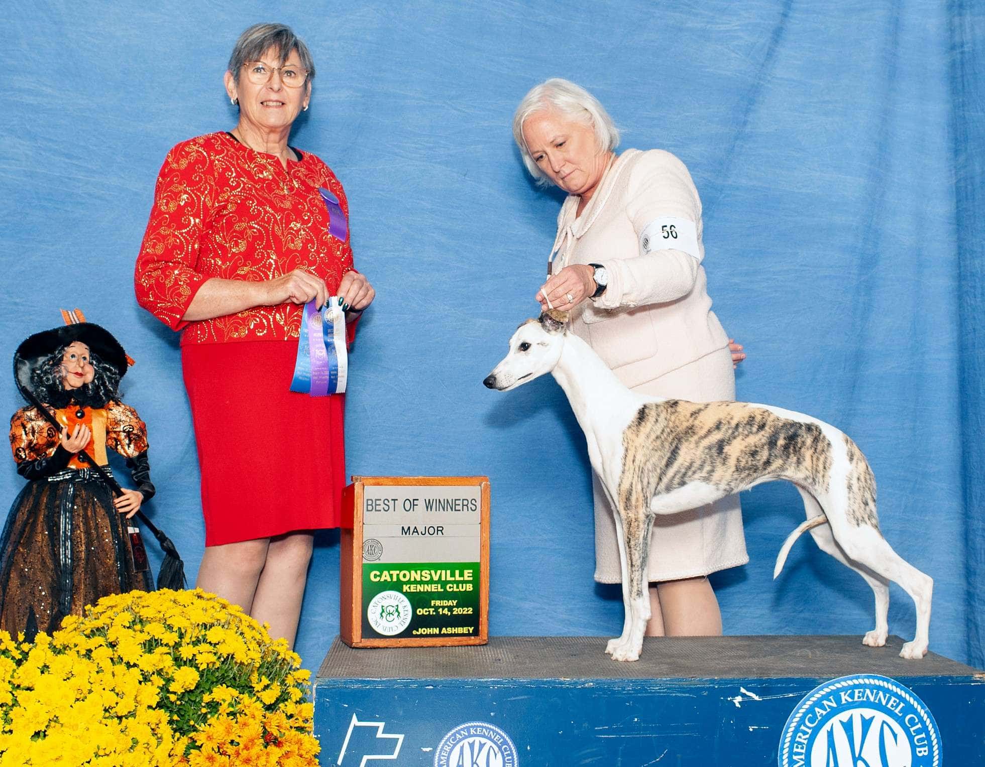 Breeding exceptional Whippets in the Low Country of South Carolina