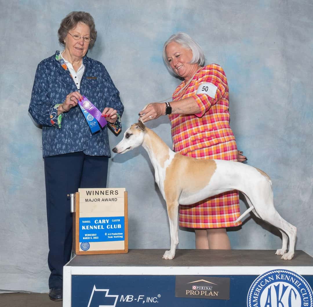 Breeding exceptional Whippets in the Low Country of South Carolina