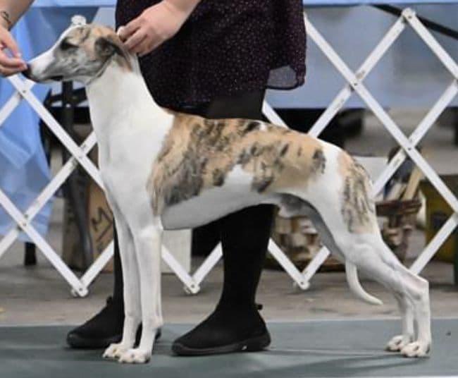 Breeding exceptional Whippets in the Low Country of South Carolina