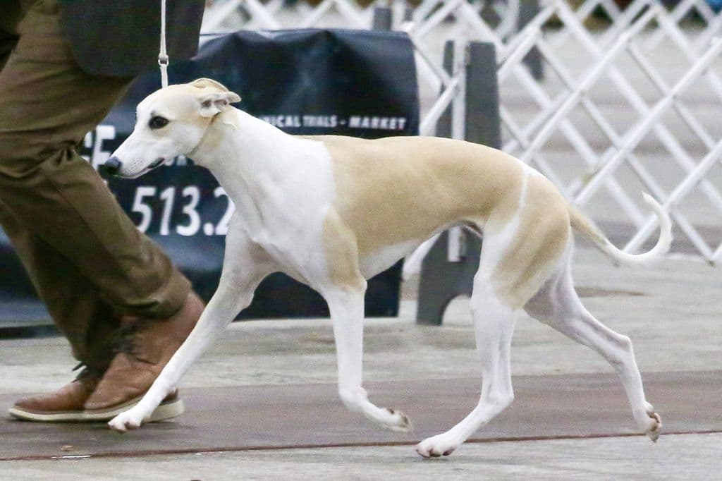 Breeding exceptional Whippets in the Low Country of South Carolina